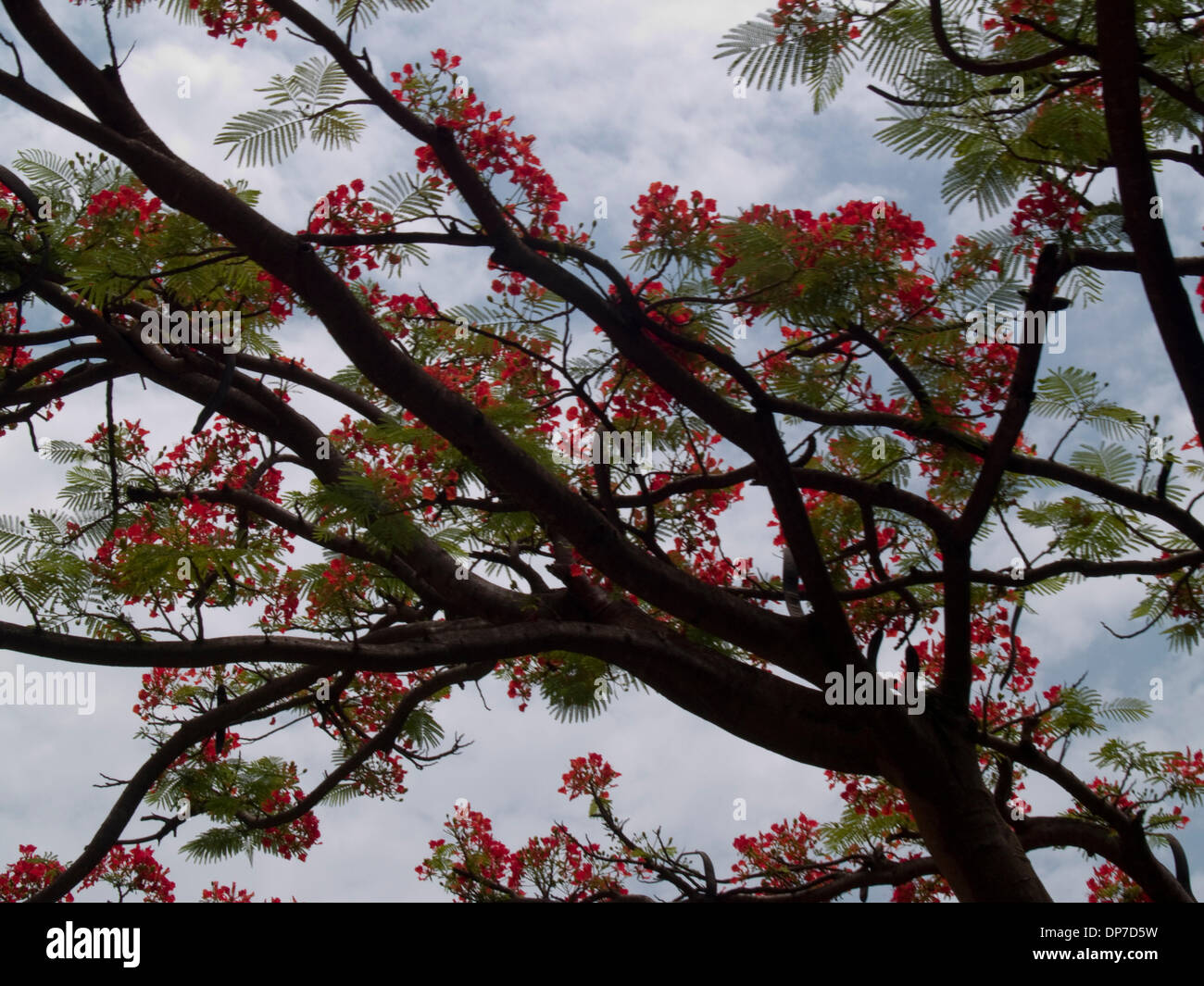 Royal poinciana flower known hi-res stock photography and images - Alamy