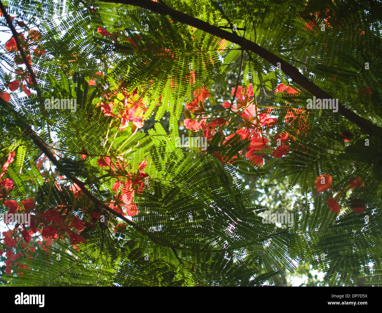 Royal poinciana flower known hi-res stock photography and images - Alamy