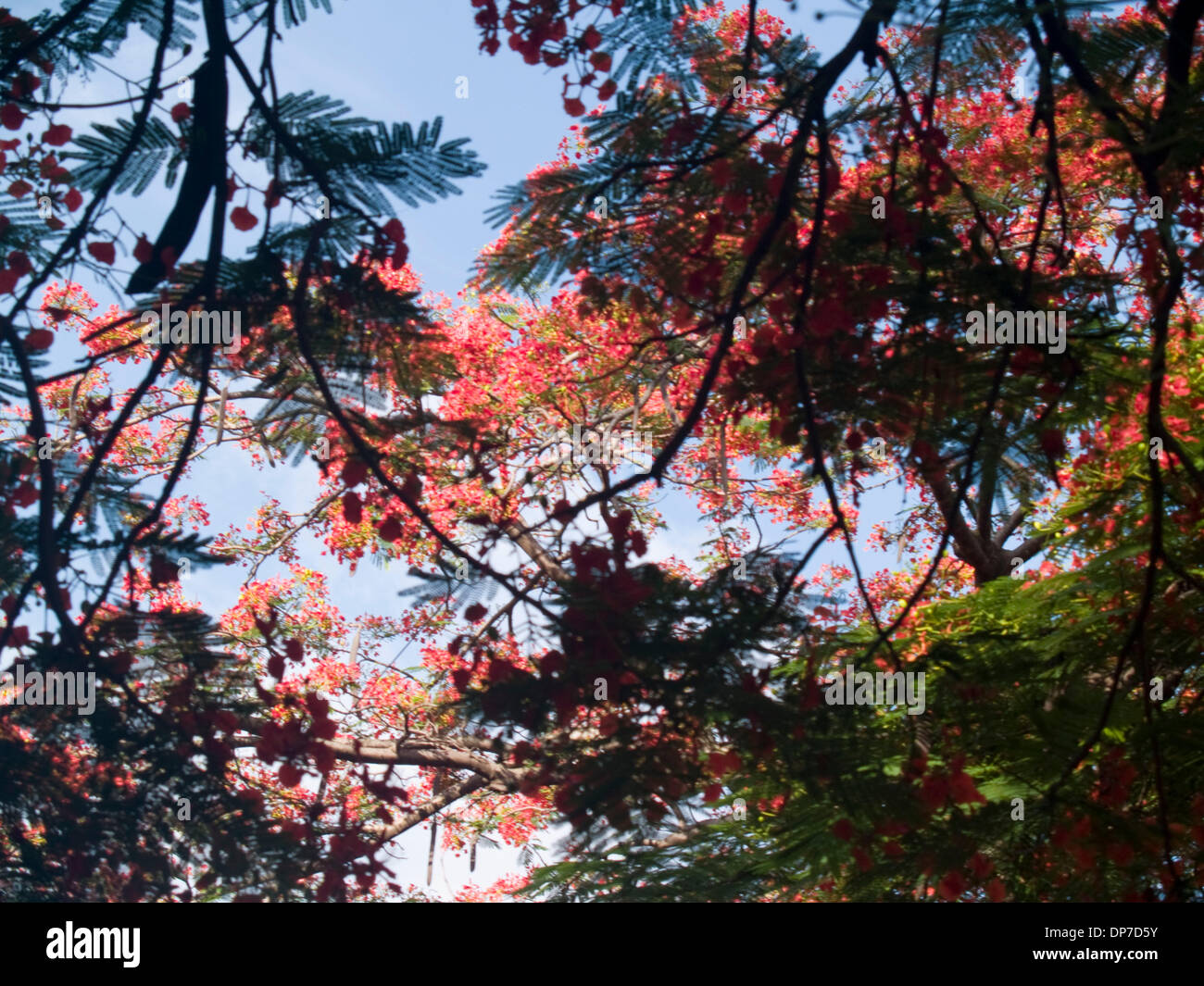 Royal poinciana flower known hi-res stock photography and images - Alamy
