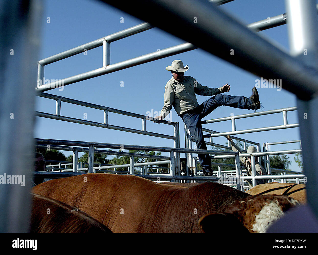 Cattle auction usa hi-res stock photography and images - Alamy