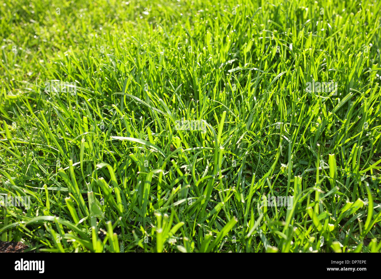 Cut the grass hi-res stock photography and images - Alamy