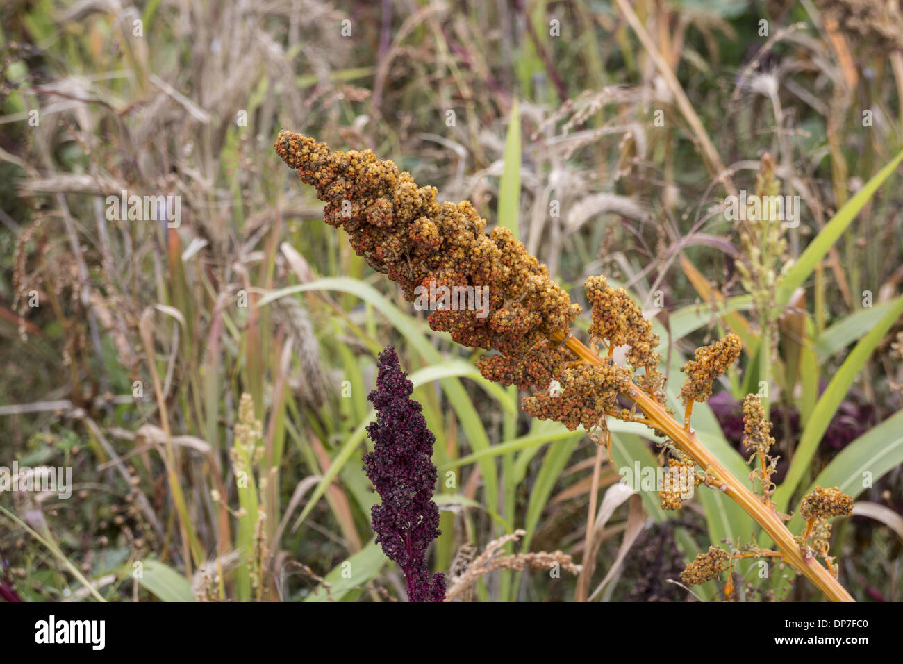 Millet seedhead hi-res stock photography and images - Alamy