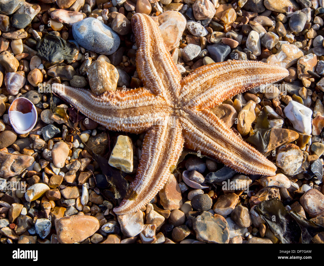 A common Starfish lying upside down on a beach after a storm Stock ...
