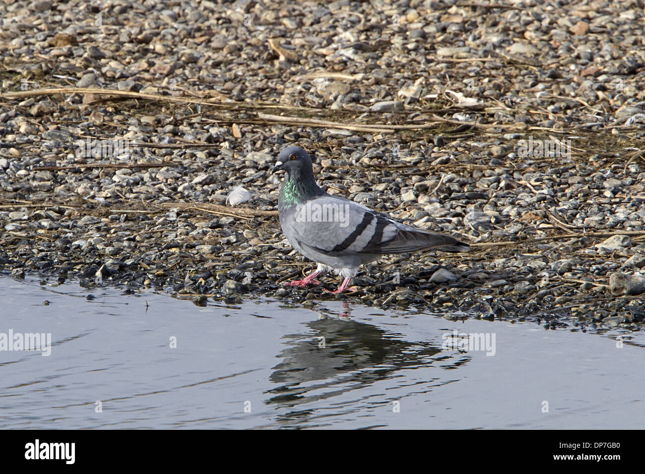 Rock Dove on pebble beach Stock Photo - Alamy