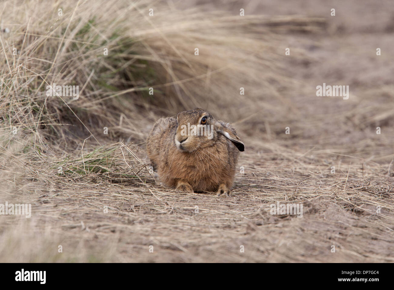 Hare resting hi-res stock photography and images - Alamy