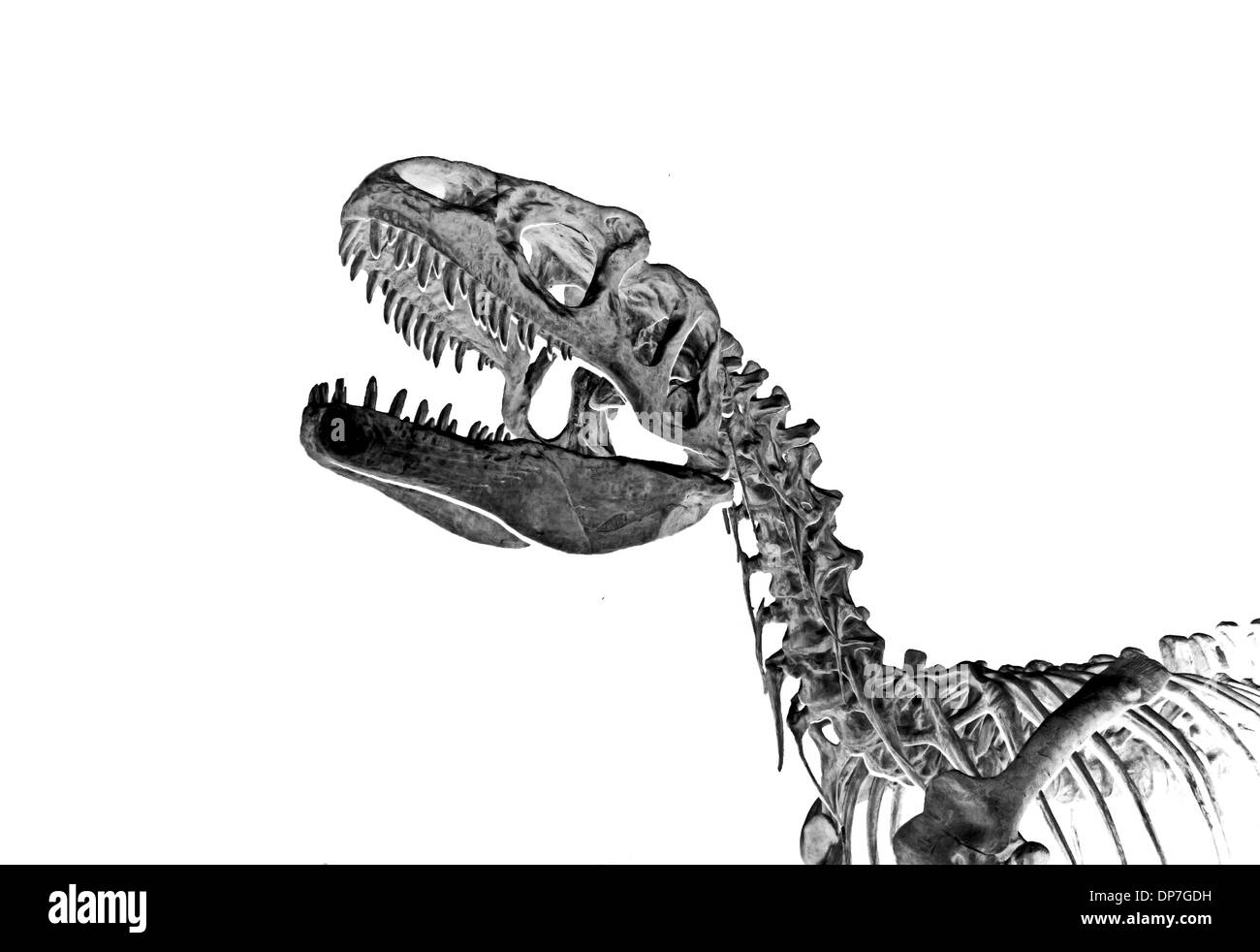 Dinosaur teeth fossil hi-res stock photography and images - Alamy