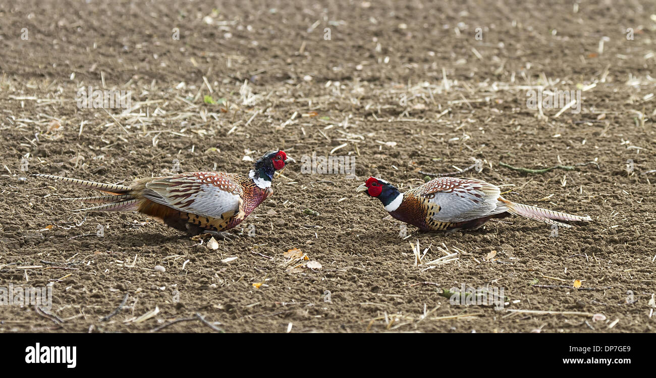 Male pheasant fighting hi-res stock photography and images - Alamy