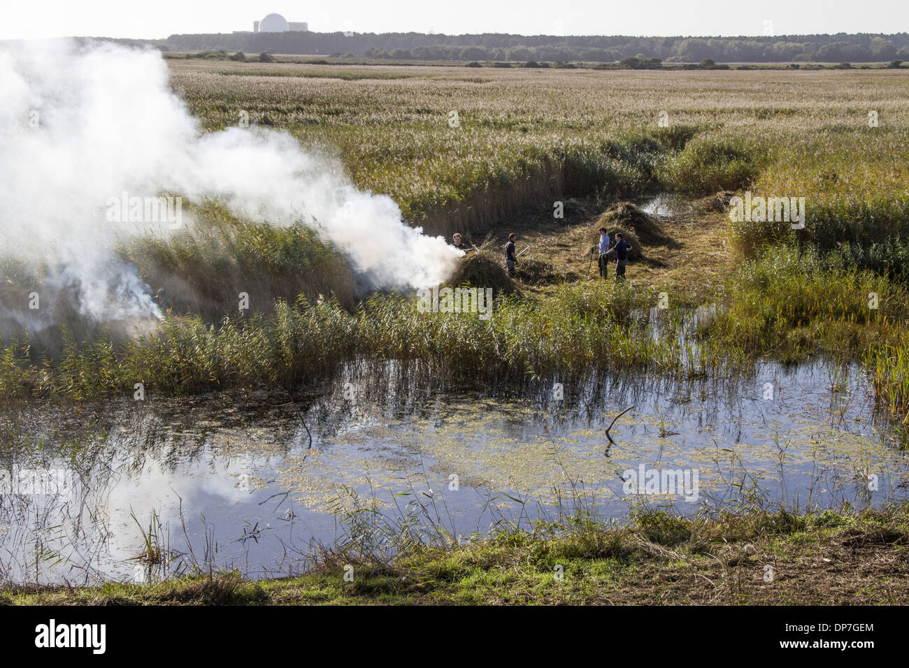 Managing the reedbeds at RSPB Minsmere by cutting and burning reed ...
