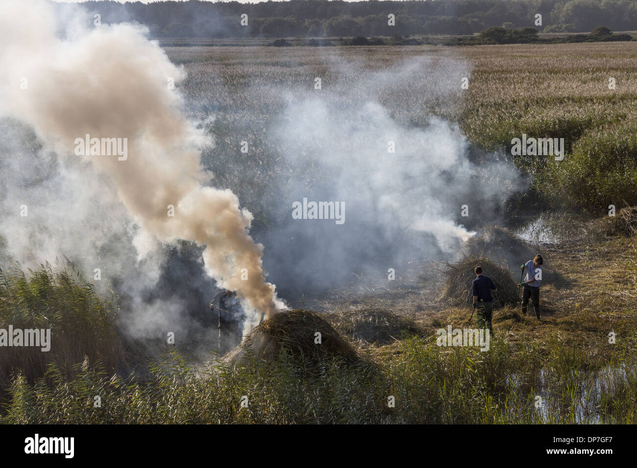 Managing the reedbeds at RSPB Minsmere by cutting and burning reed ...