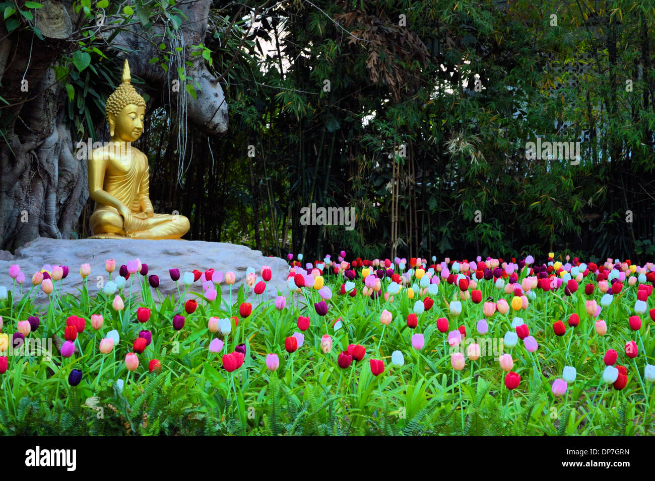 Buddha statue under bodhi tree hi-res stock photography and images - Alamy