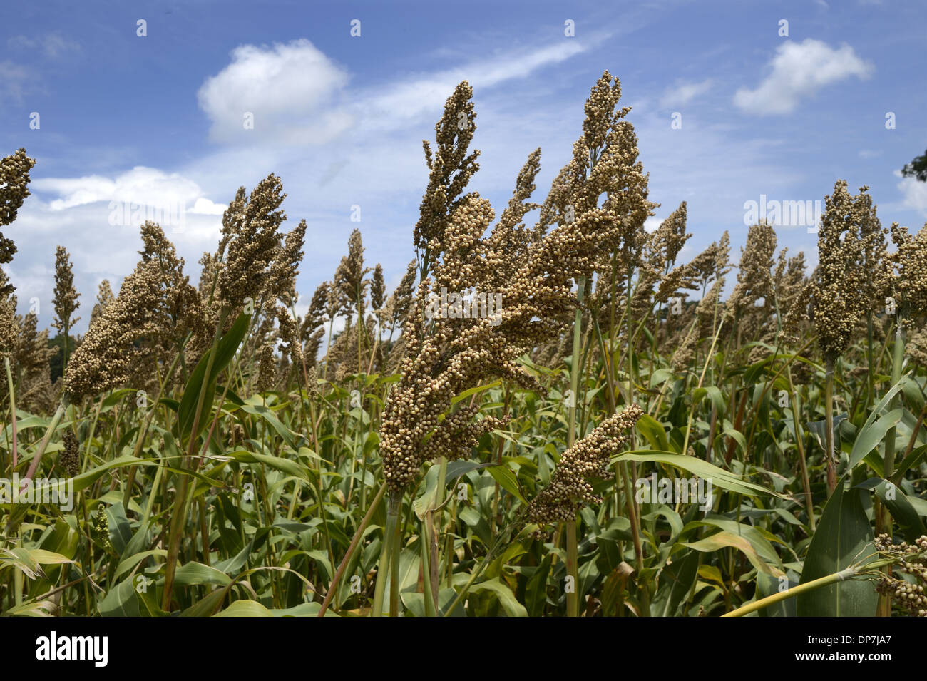 Sorghum vulgare hi-res stock photography and images - Alamy