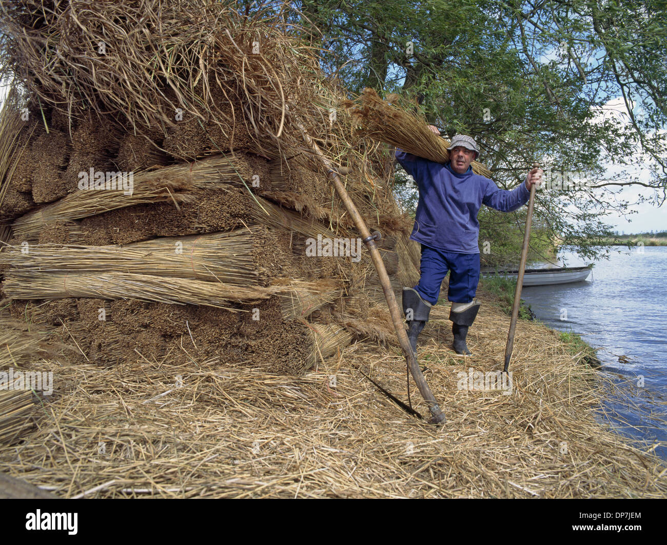 Norfolk broads reed bed hi-res stock photography and images - Alamy