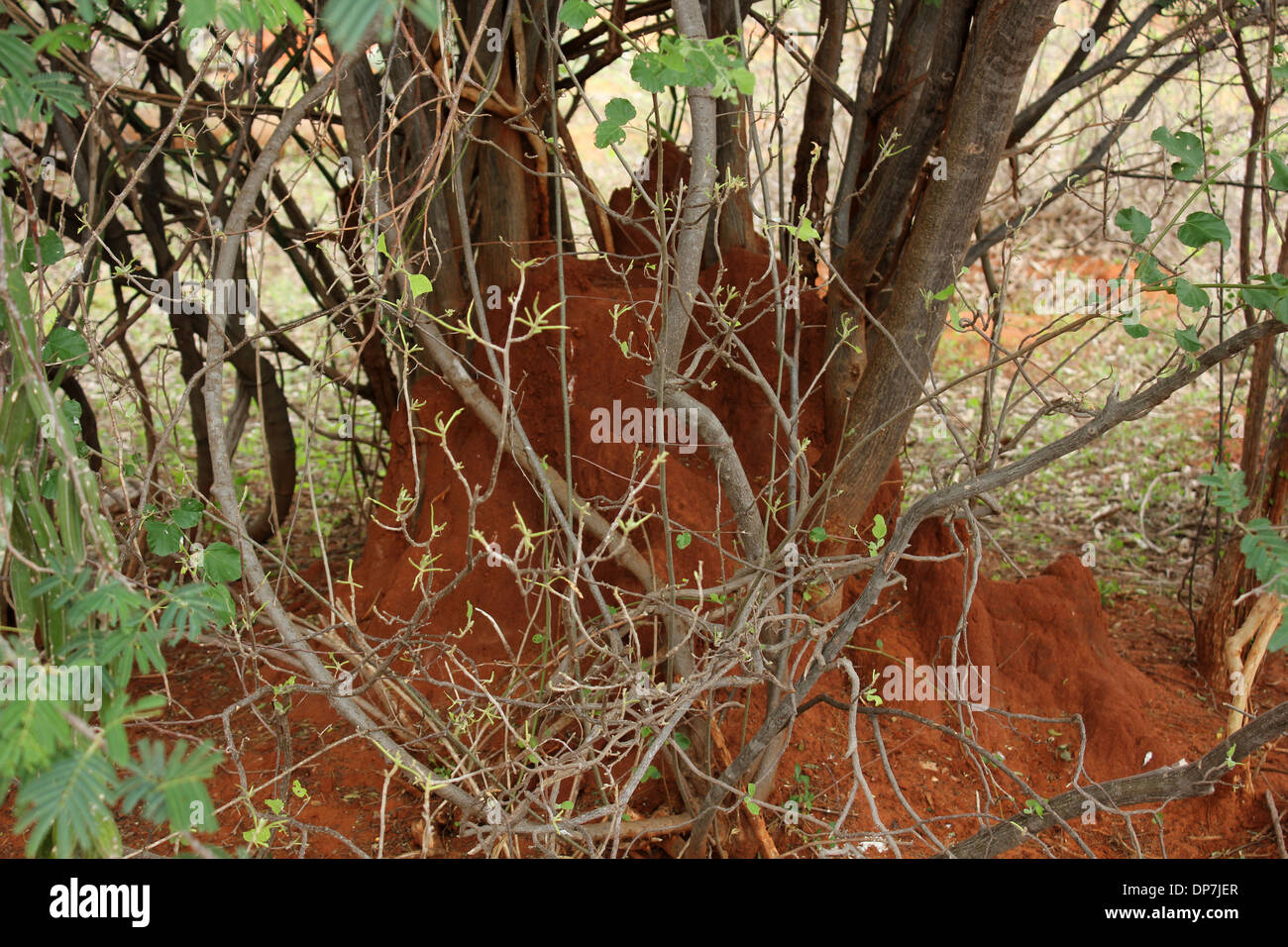 A snake hole between trees in forest Stock Photo - Alamy