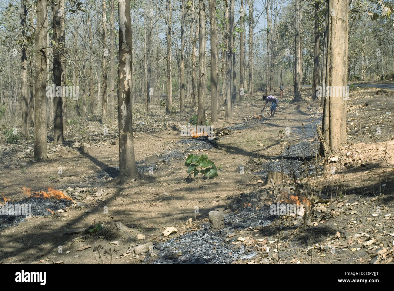 Firebreaks hi-res stock photography and images - Alamy