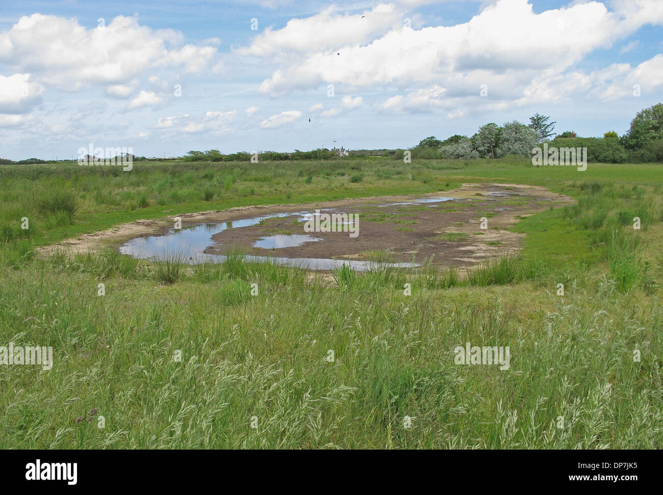 Wader scrape drying out during drought conditions in 'Higher Level ...