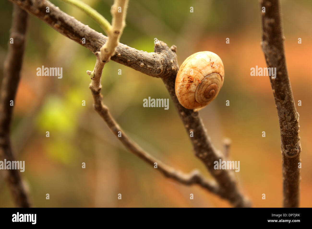 Dead snail hi-res stock photography and images - Alamy