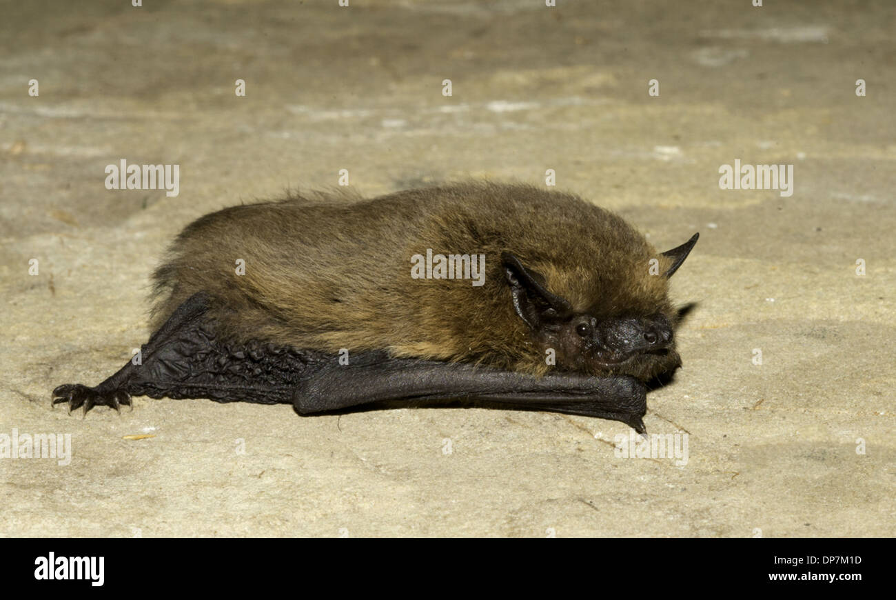 Common Pipistrelle (Pipistrellus pipistrellus) adult, resting on stone ...