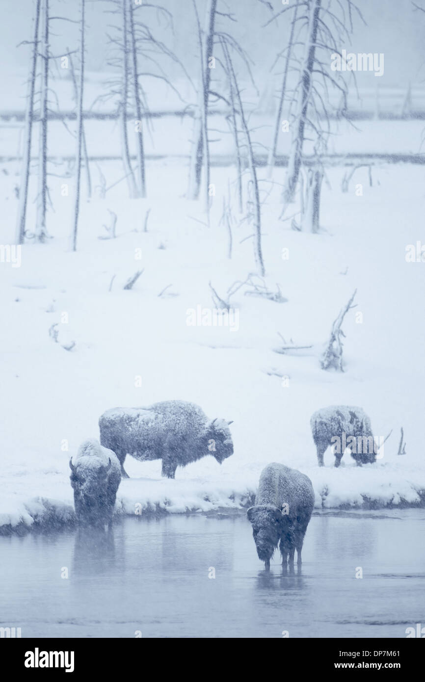 Bison in snowstorm hi-res stock photography and images - Alamy