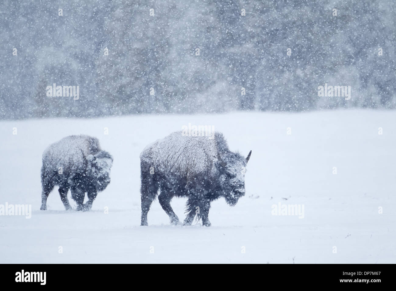 North American Bison (Bison bison) two immatures walking in deep snow ...
