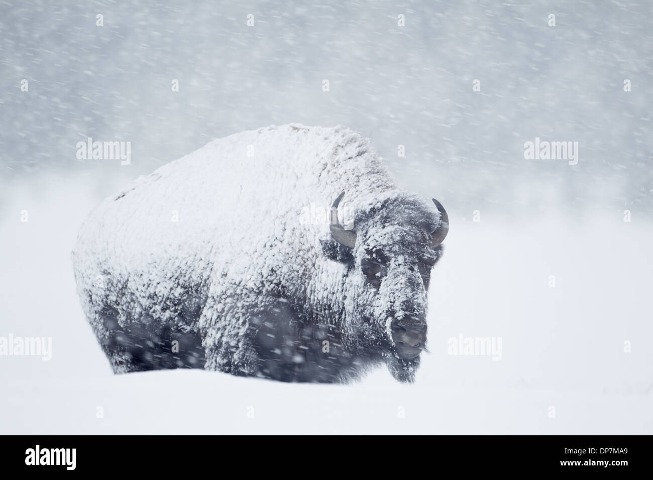 North American Bison (Bison bison) adult standing in deep snow during ...