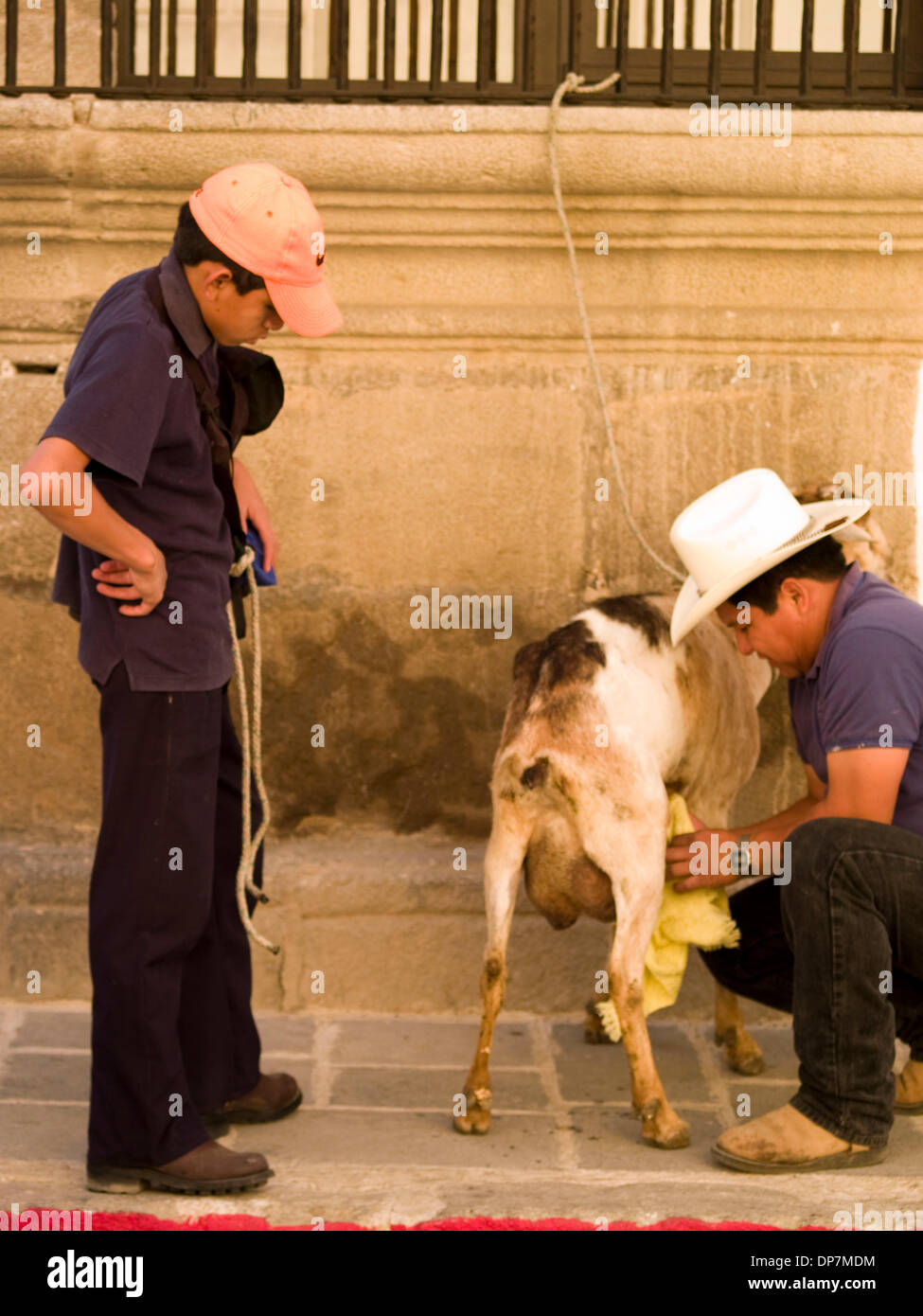 Father son goat hi-res stock photography and images - Alamy