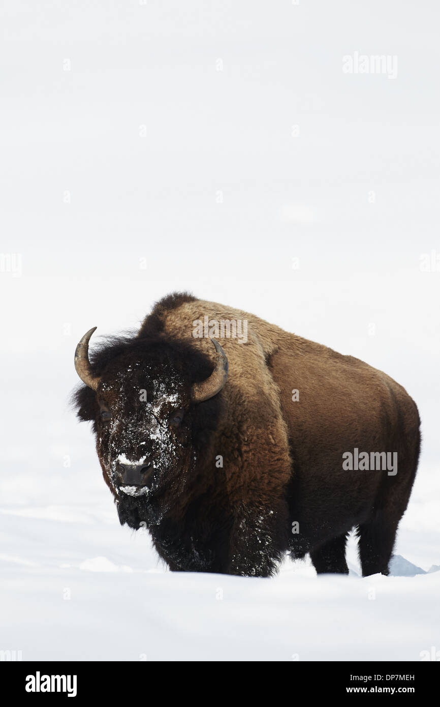 American bison in winter snows hi-res stock photography and images - Alamy