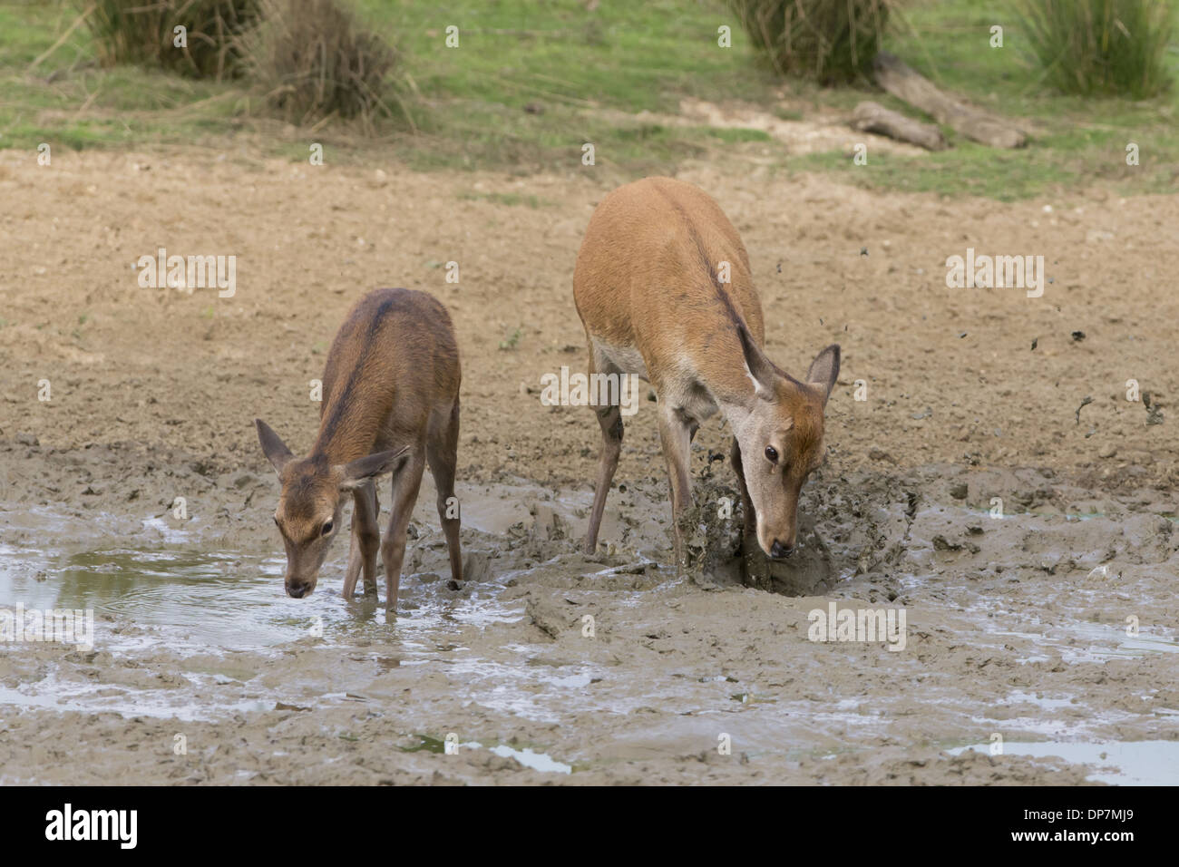 Red Deer (Cervus elaphus) hind and calf kicking mud with front feet ...
