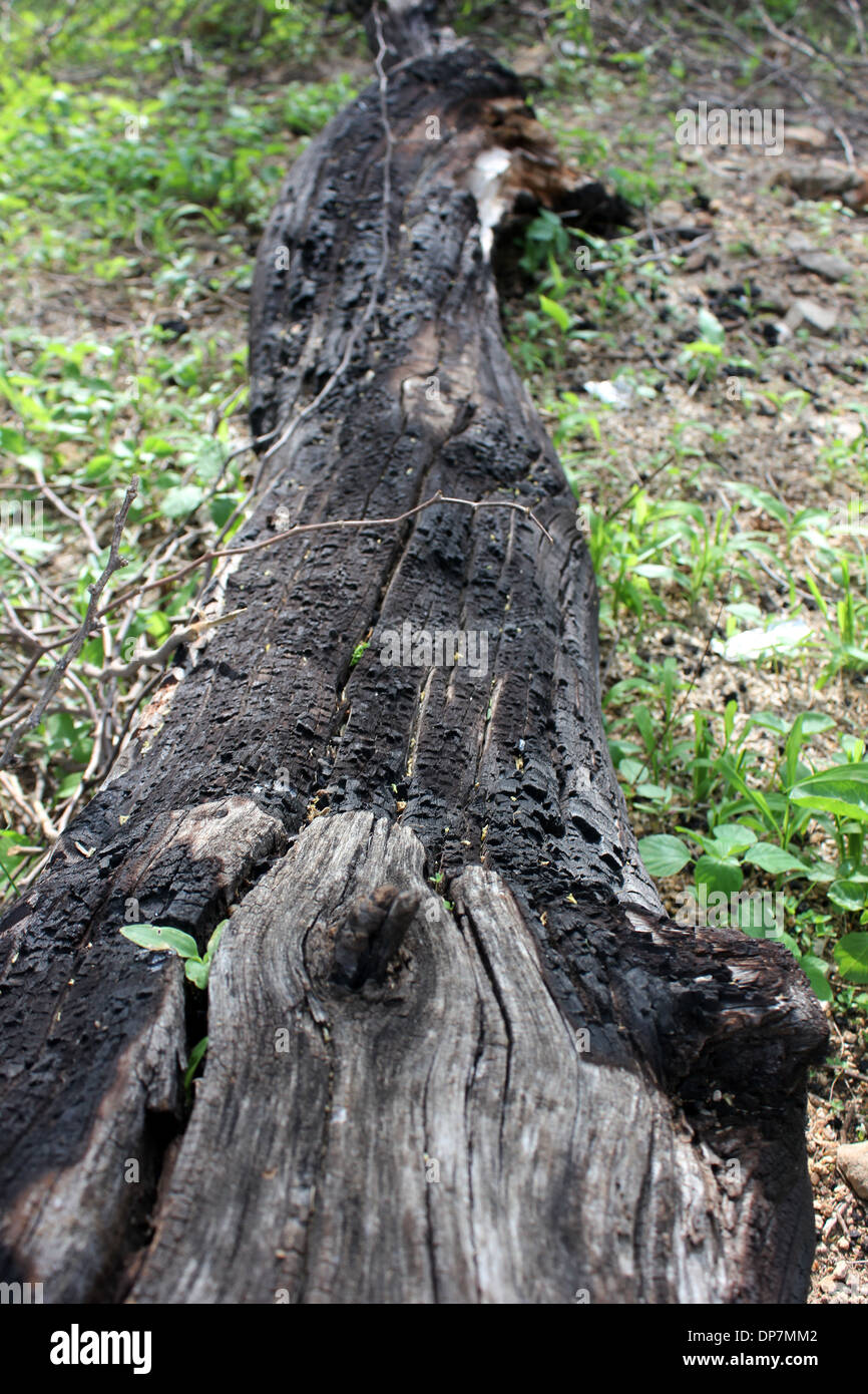 fallen tree wood Stock Photo - Alamy