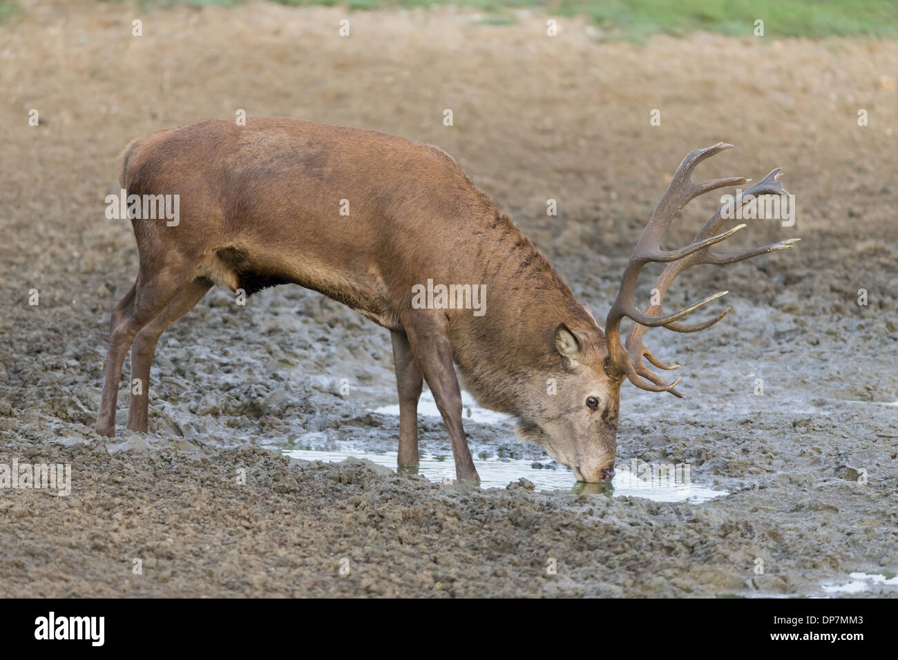 Red deer stag drinking hi-res stock photography and images - Alamy