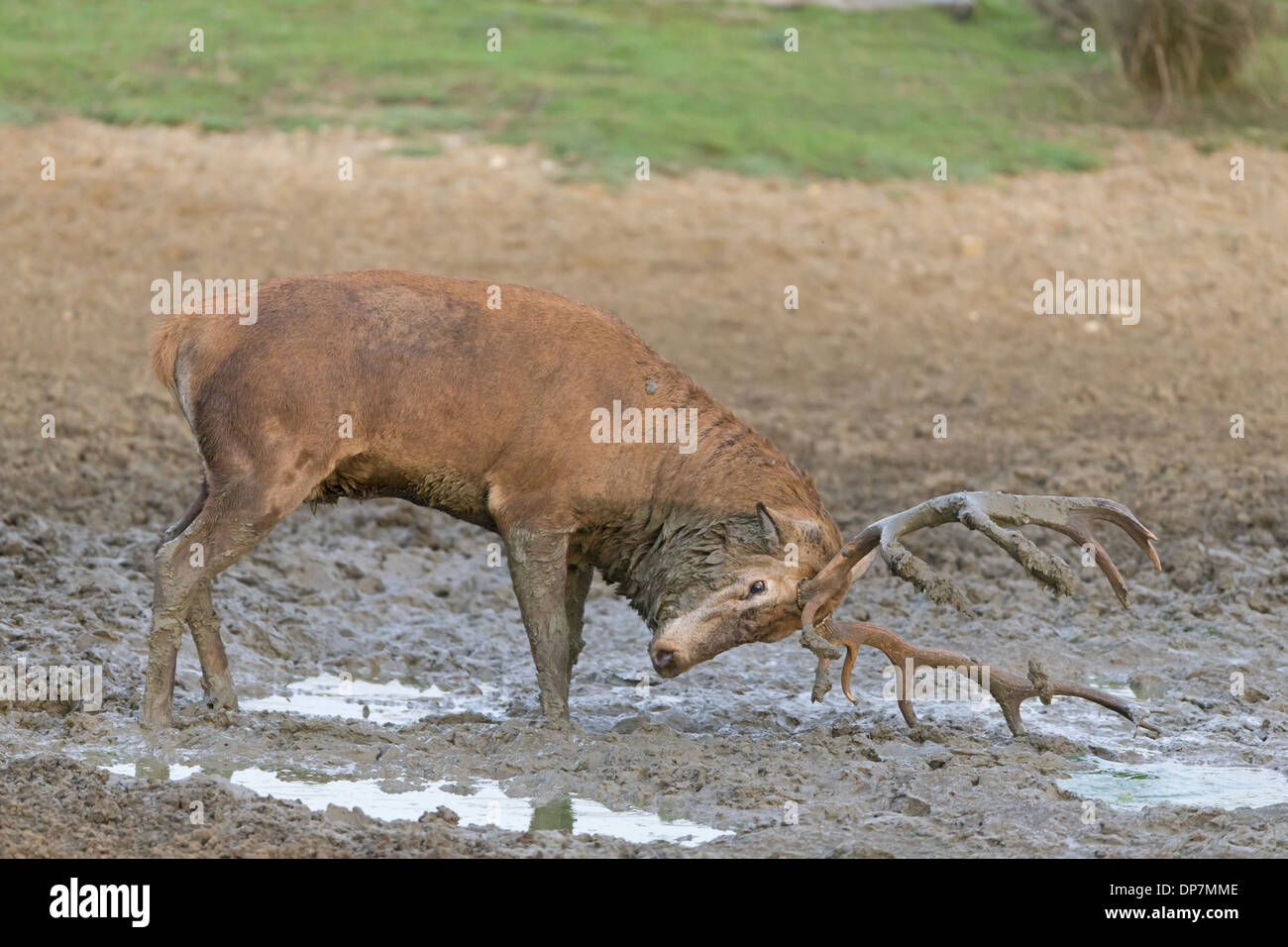 Red Deer (Cervus elaphus) mature stag rubbing antlers in mud standing ...
