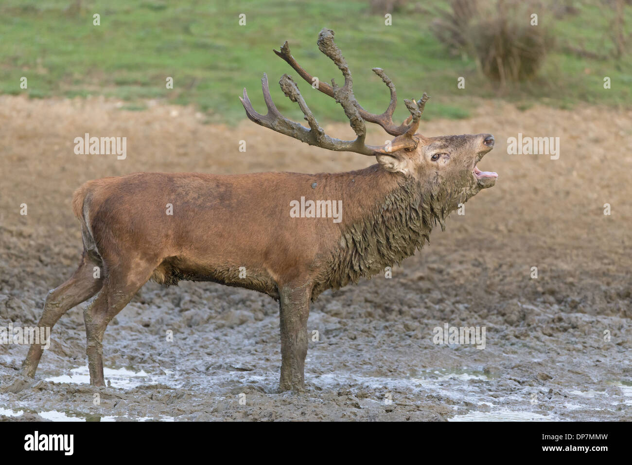 Red Deer (Cervus elaphus) mature stag roaring with mud covered body and ...