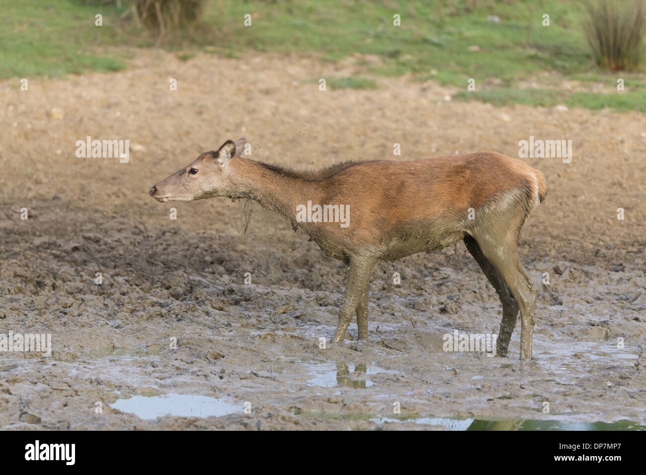 Red Deer (Cervus elaphus) hind, shaking off mud from body, standing in ...