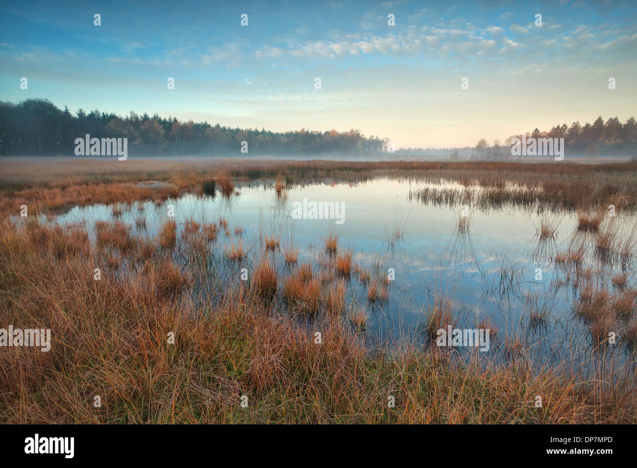 autumn sunrise over forest swamp, Friesland, Netherlands Stock Photo ...