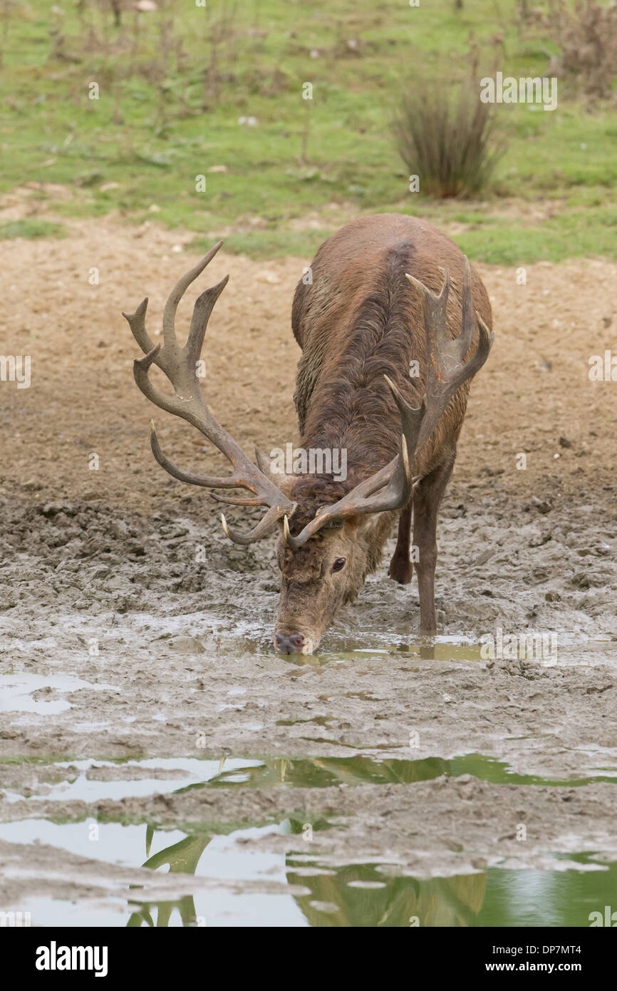 Red Deer (Cervus elaphus) mature stag drinking standing in mud wallow ...