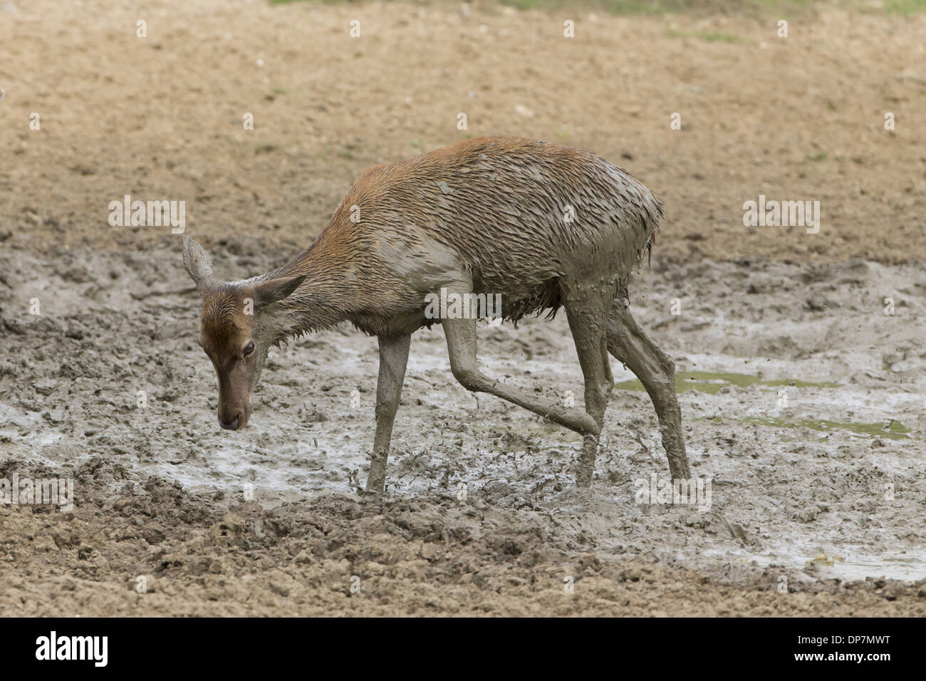 Red Deer (Cervus elaphus) hind kicking mud with front foot standing in ...