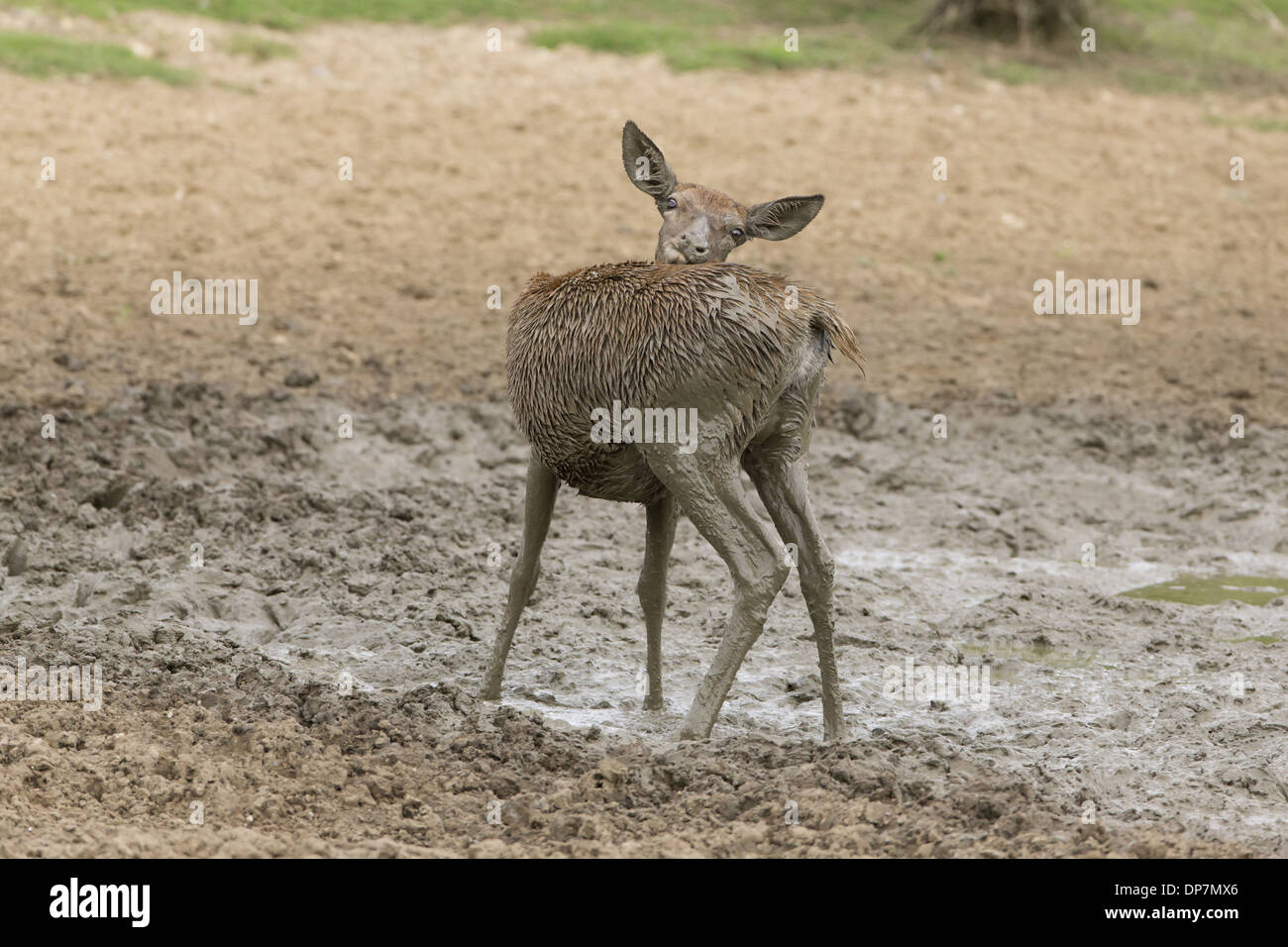 Red Deer (Cervus elaphus) hind rubbing back with chin covered in mud ...