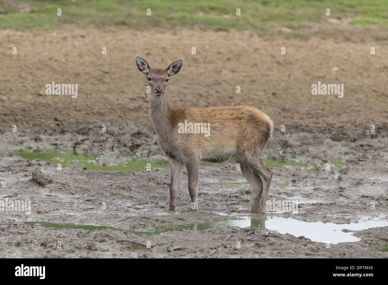 Red Deer (Cervus elaphus) calf, standing in wallow, Minsmere RSPB ...