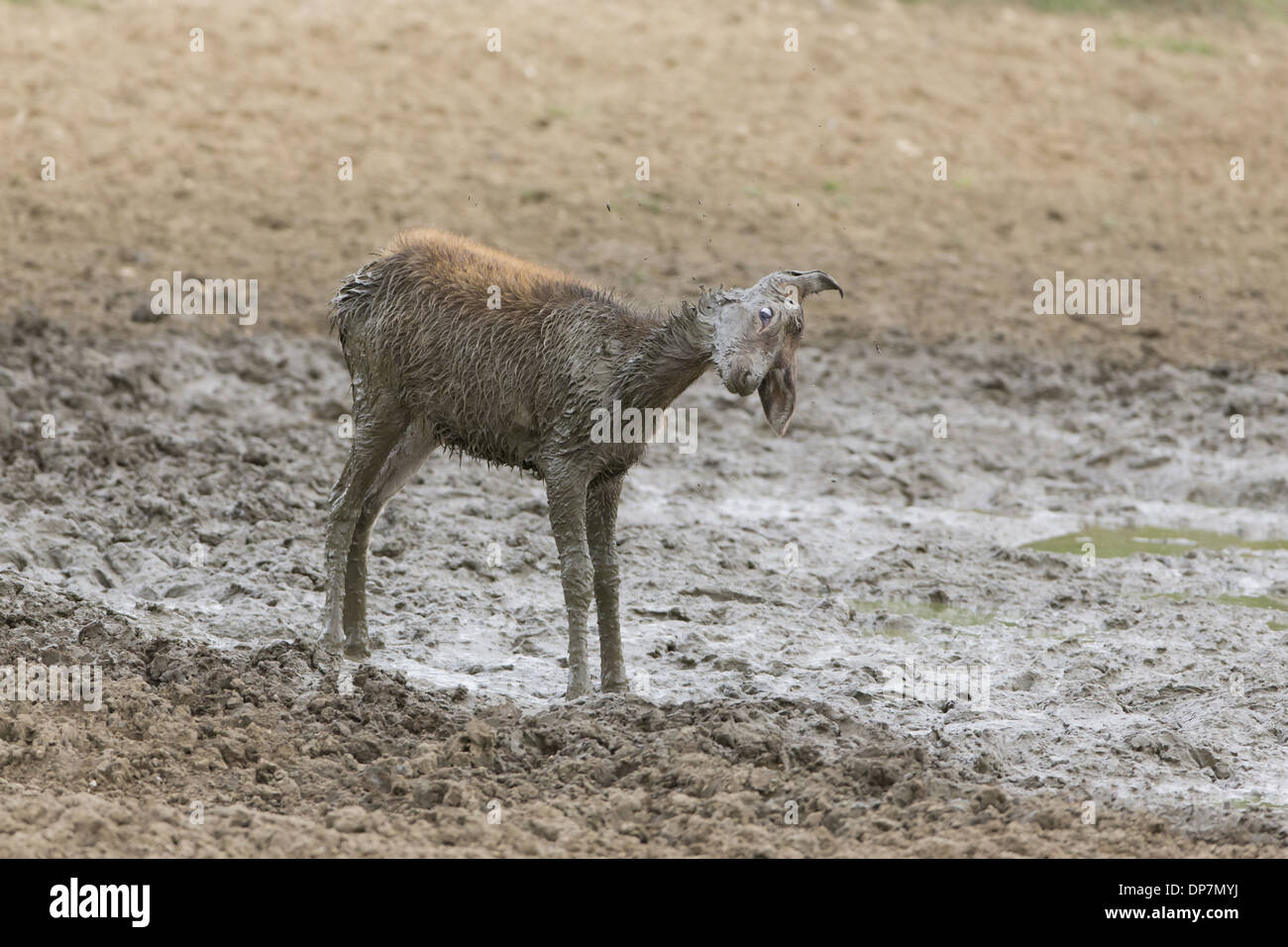 Red Deer (Cervus elaphus) calf, shaking mud from body after wallowing ...