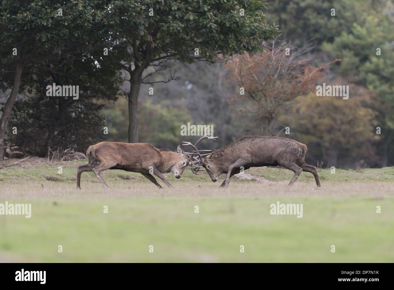 Red Deer (Cervus elaphus) two mature stags fighting at woodland edge ...
