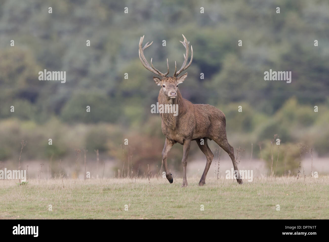 Red stag walking edge woods hi-res stock photography and images - Alamy