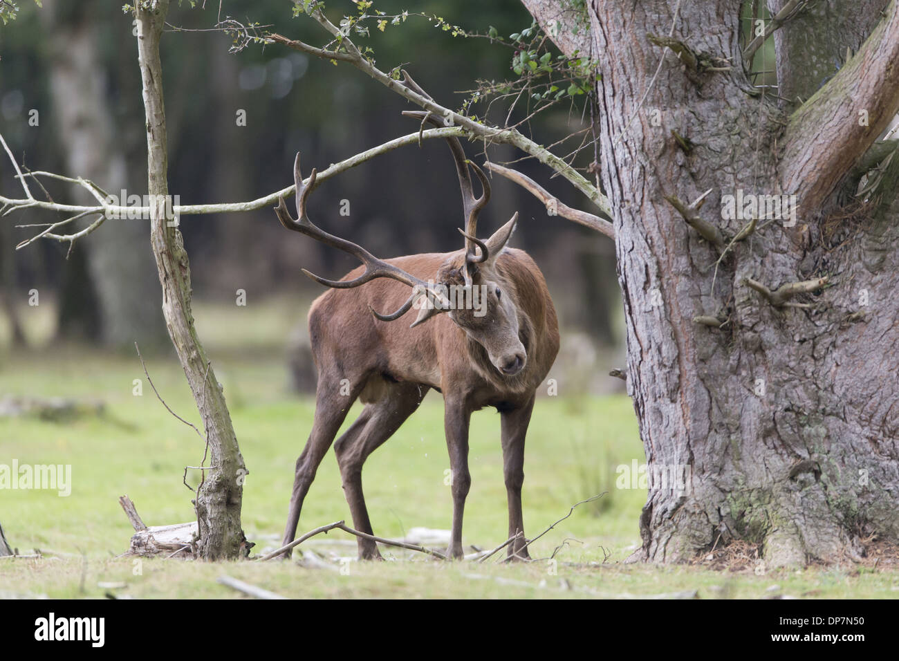 Deer antlers tree rub hi-res stock photography and images - Alamy