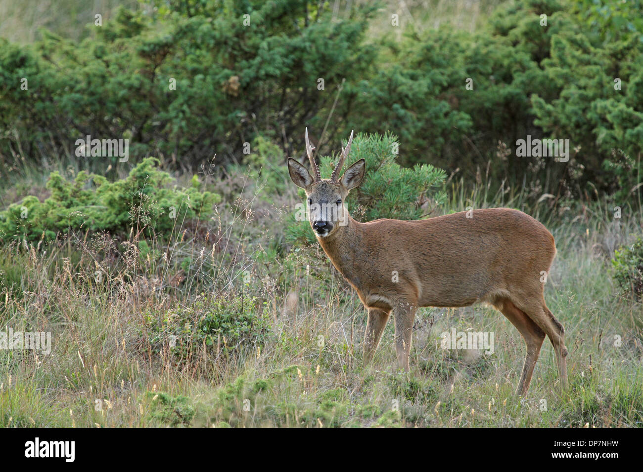 Western Roe Deer (Capreolus capreolus) buck standing in forest clearing ...