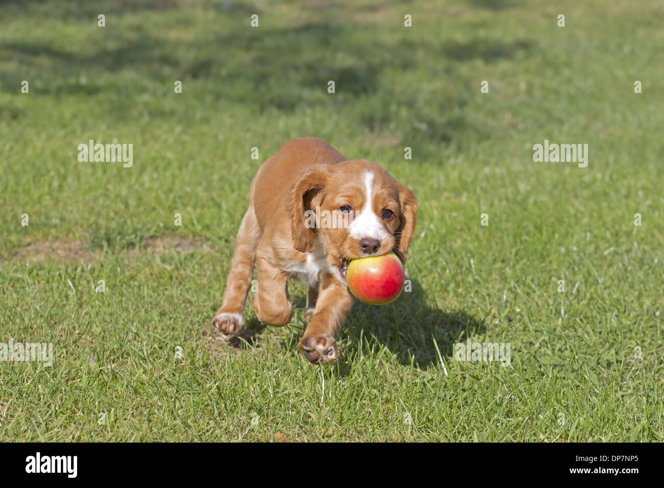 Dog with apple in mouth hi-res stock photography and images - Alamy