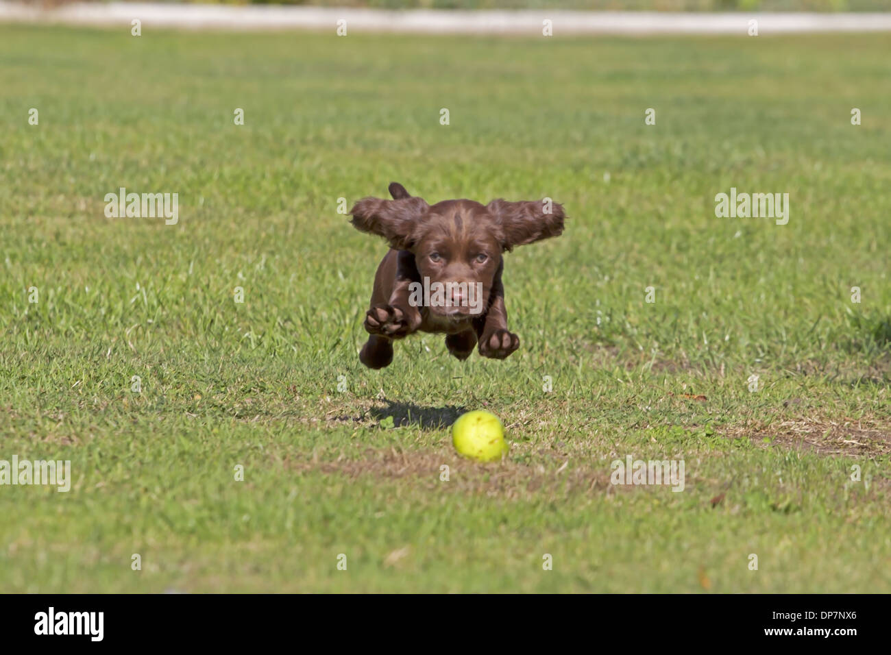 Domestic Dog, English Cocker Spaniel, puppy, pouncing on apple, playing ...