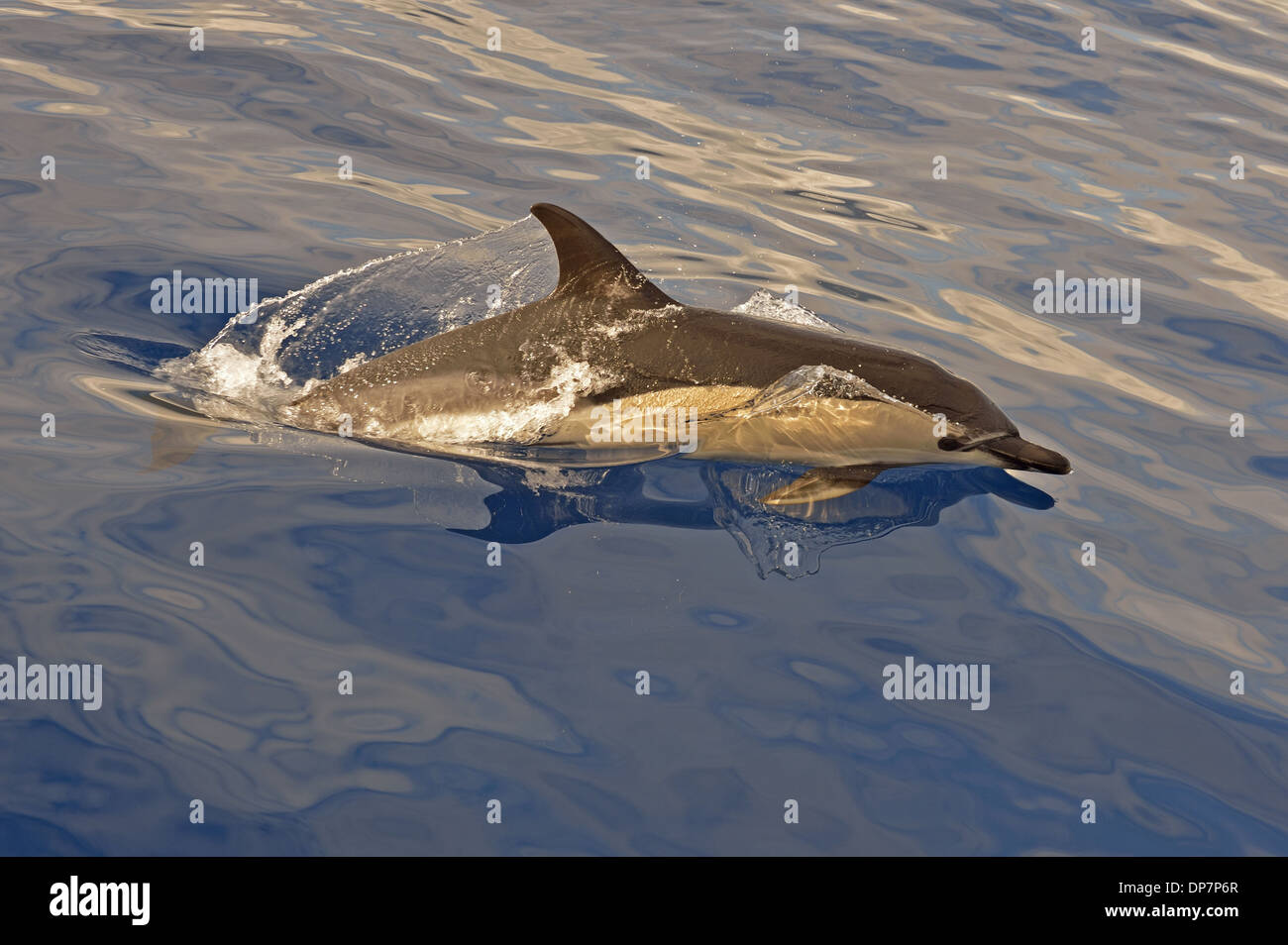 Short-beaked Common Dolphin (Delphinus delphis) adult, porpoising ...
