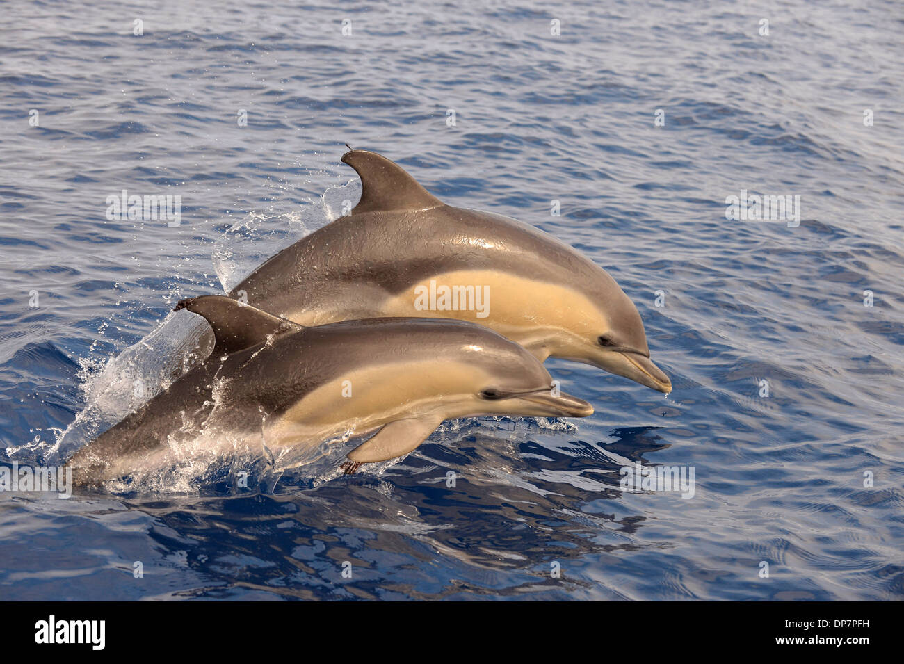 Short-beaked Common Dolphin (Delphinus delphis) two calves, porpoising, Azores, June Stock Photo ...