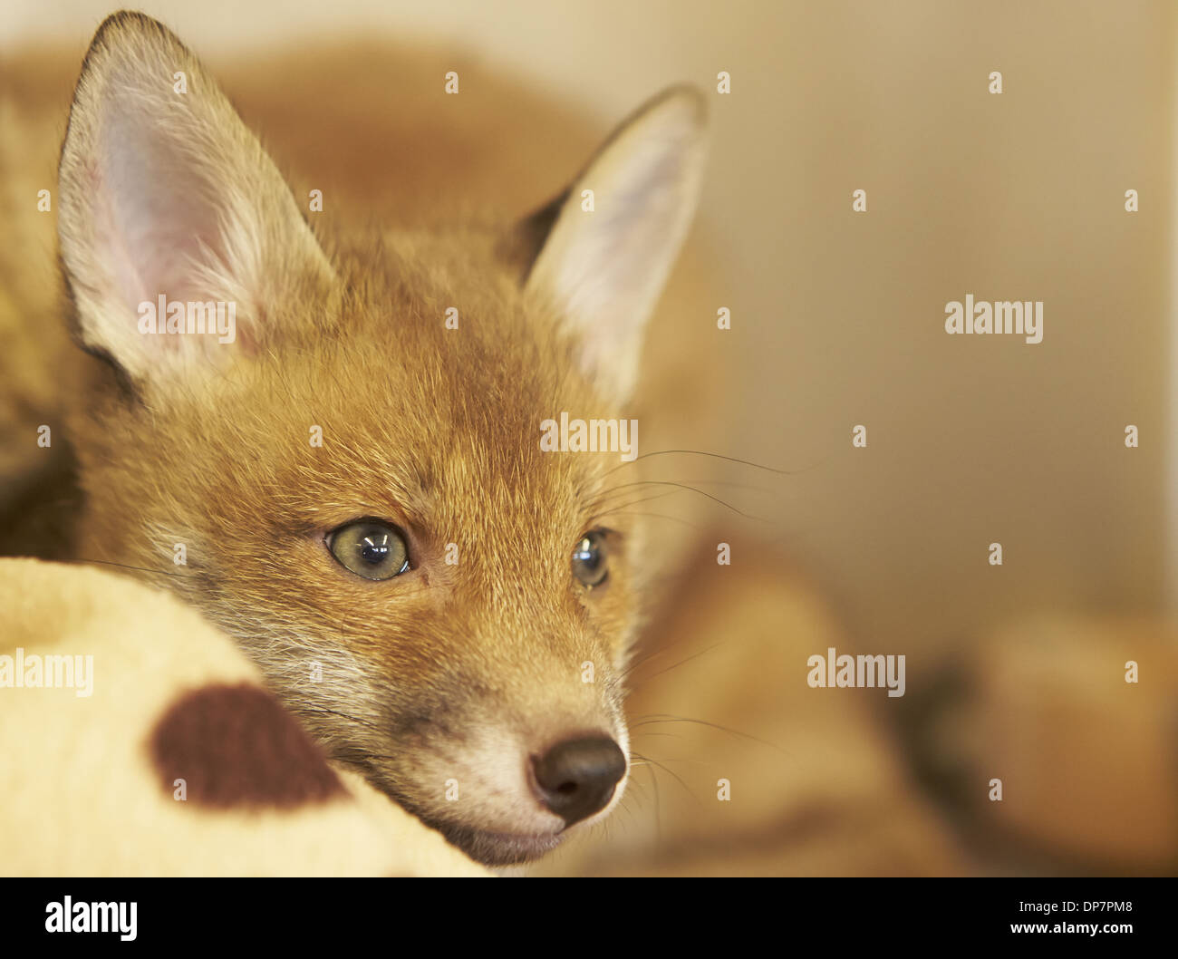 Wildlife rescue centres fox hi-res stock photography and images - Alamy