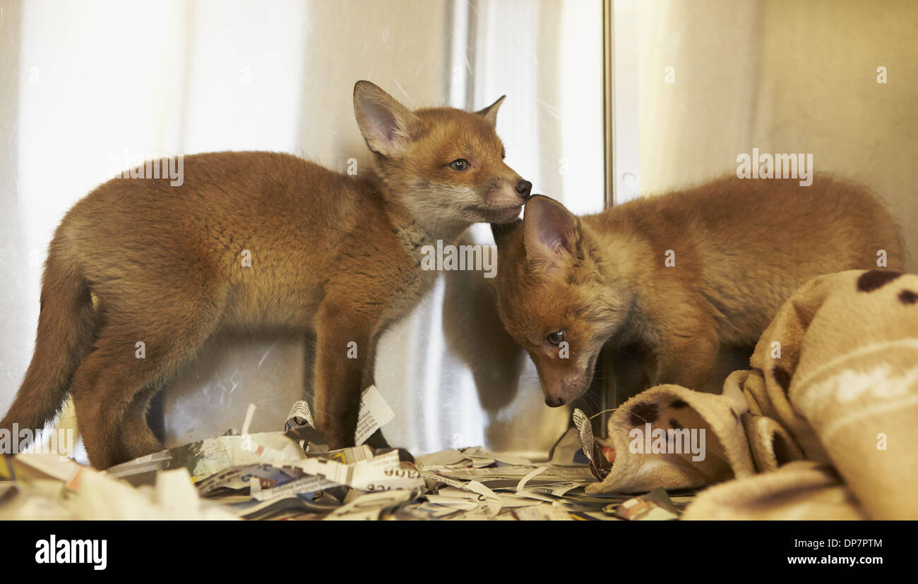 Wildlife rescue centres fox hi-res stock photography and images - Alamy