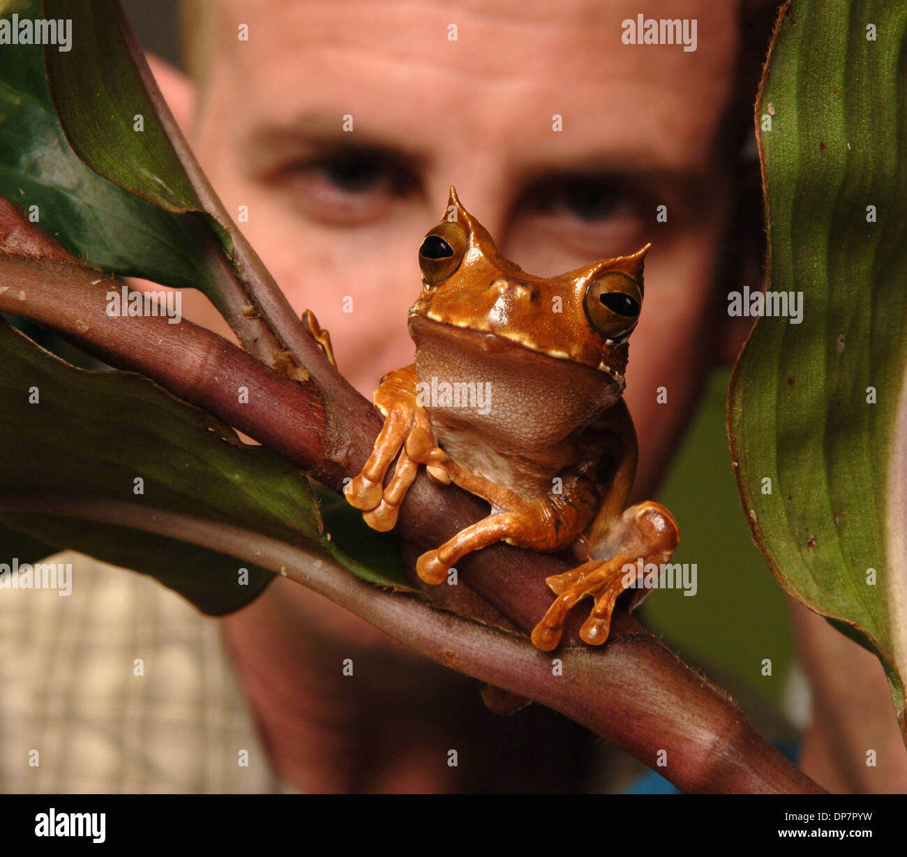 Atlanta species hi-res stock photography and images - Alamy