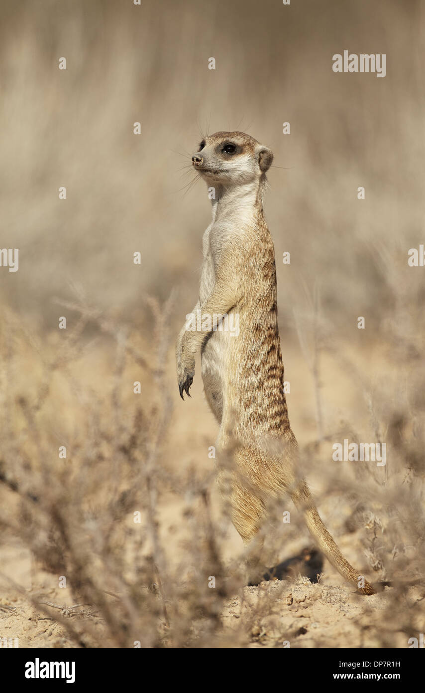 Meerkats suricates suricata suricatta standing hi-res stock photography ...